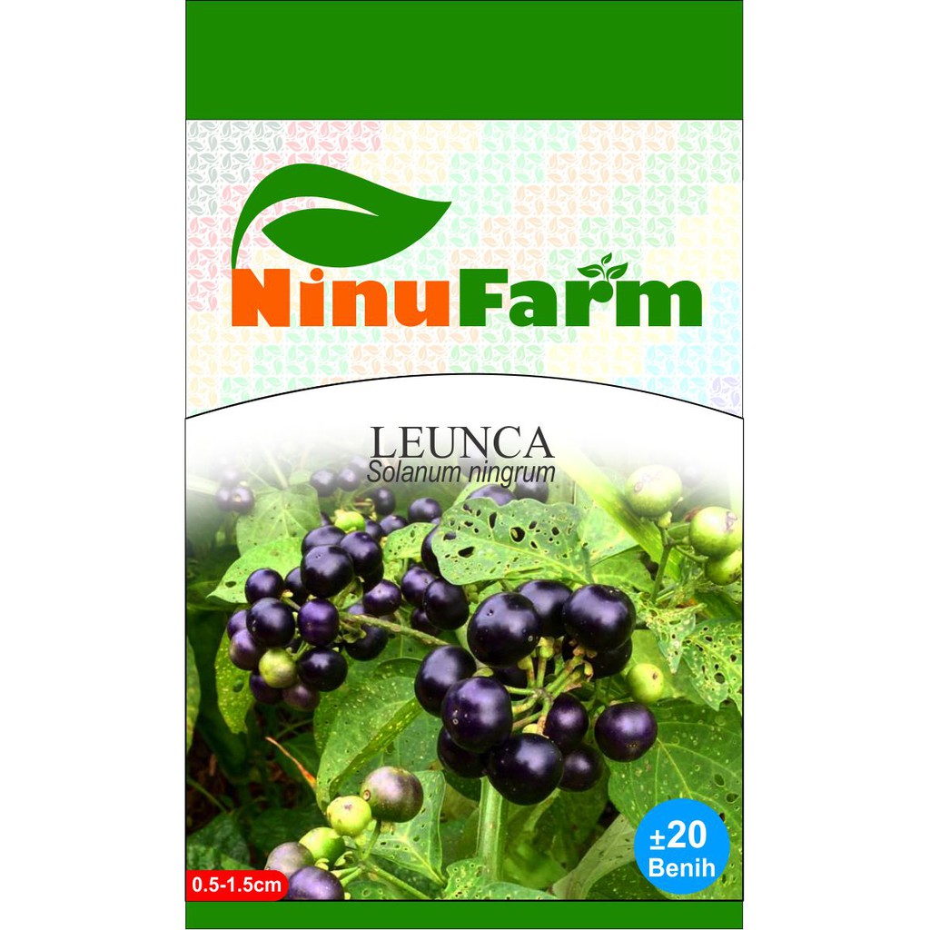Jual Benih Leunca 20Seeds | Shopee Indonesia