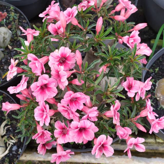 Jual Adenium Bunga Tumpuk Swallow Shopee Indonesia