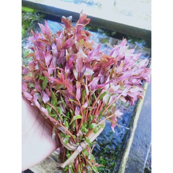 Jual Rotala macandra tanaman aquascape | Shopee Indonesia