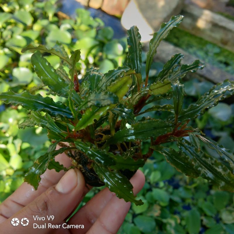 Jual Buce Velvet Media Wabikusa Tanaman Aquascape - Buce Media Wabikusa ...