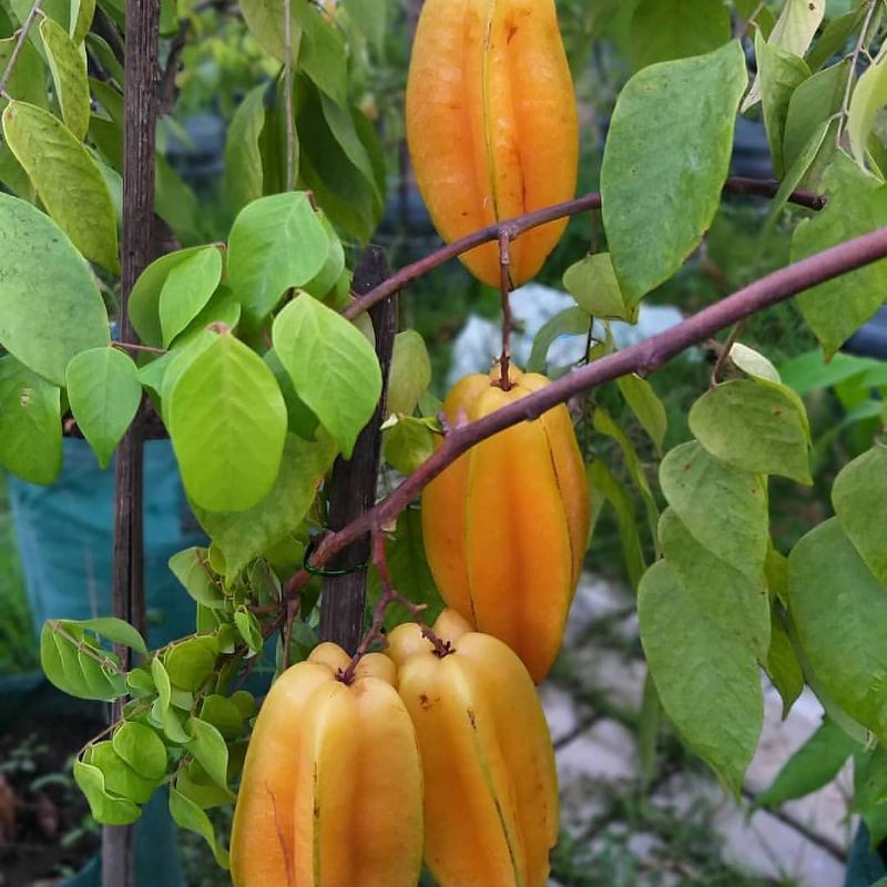 Jual BIBIT BLIMBING MADU JUMBO okulasi | Shopee Indonesia