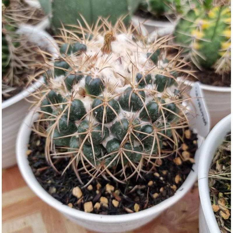 Jual Paket 50pcs biji benih kaktus coryphanta elephantidens free media ...