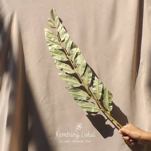Jual Daun Pakis warna natural - Bunga Kering Kembang Lokal | Shopee ...