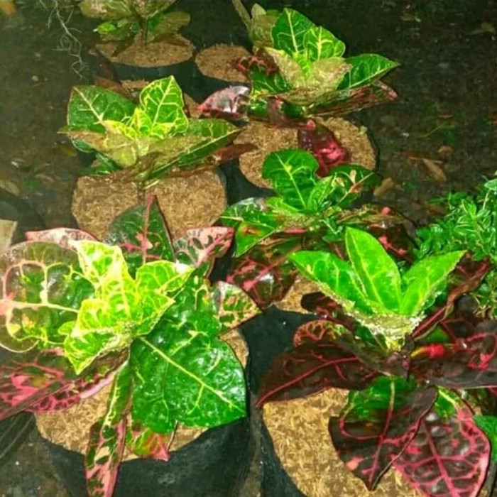 Jual tanaman hias puring kura pohon puring kuraa | Shopee Indonesia