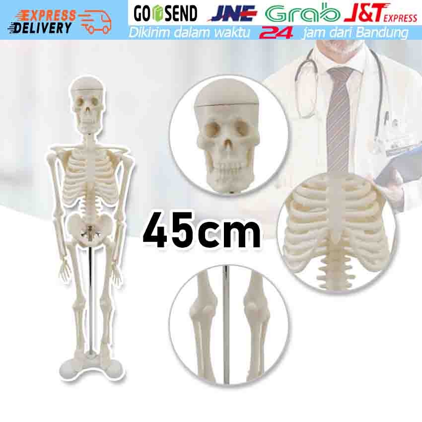 Jual Kerangka Manusia Dewasa Alat Peraga Pendidikan Torso Anatomi Tubuh ...