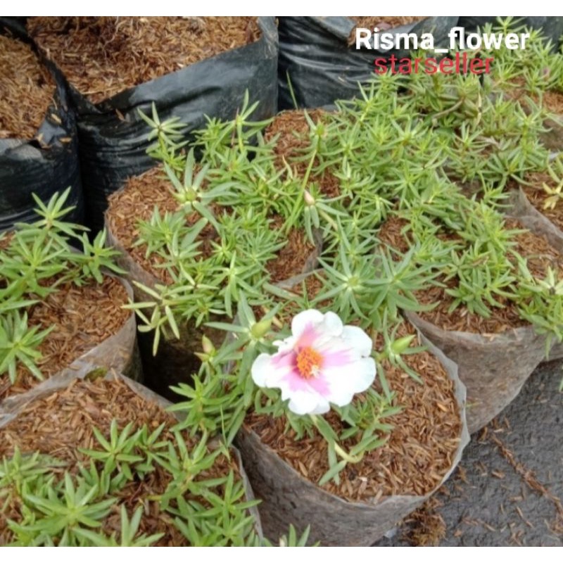 Jual POHON SUTRA BOMBAY BUNGA PUTIH / TANAMAN HIAS SUTRA BOMBAY BUNGA ...