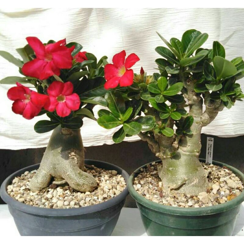 Jual adenium bunga merah,bonsai kamboja jepang. | Shopee Indonesia