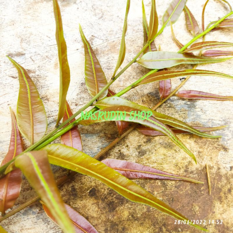 Jual DAUN PAKIS LEMIDI MUDA 20 TANGKAI / PAKIS SAYUR / PAKIS LEMIDING ...