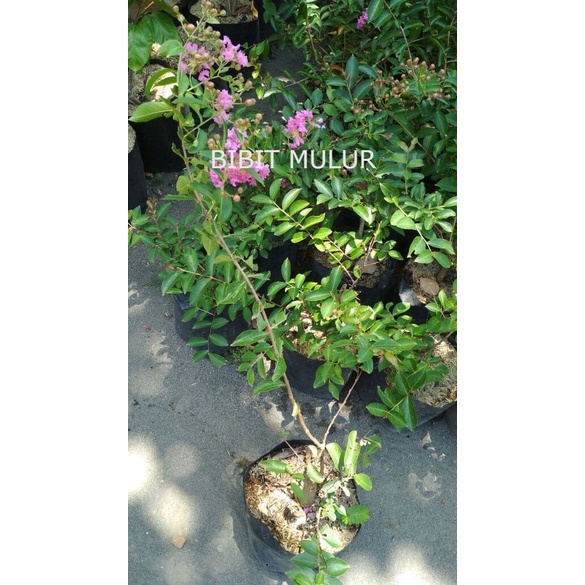 Jual Bibit Bunga Sakura mini cantik | Shopee Indonesia