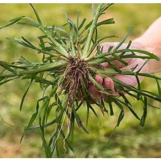 Jual Rumput Belulang Paragis 100 Gram Rumput Jampang Sambau Tanaman ...