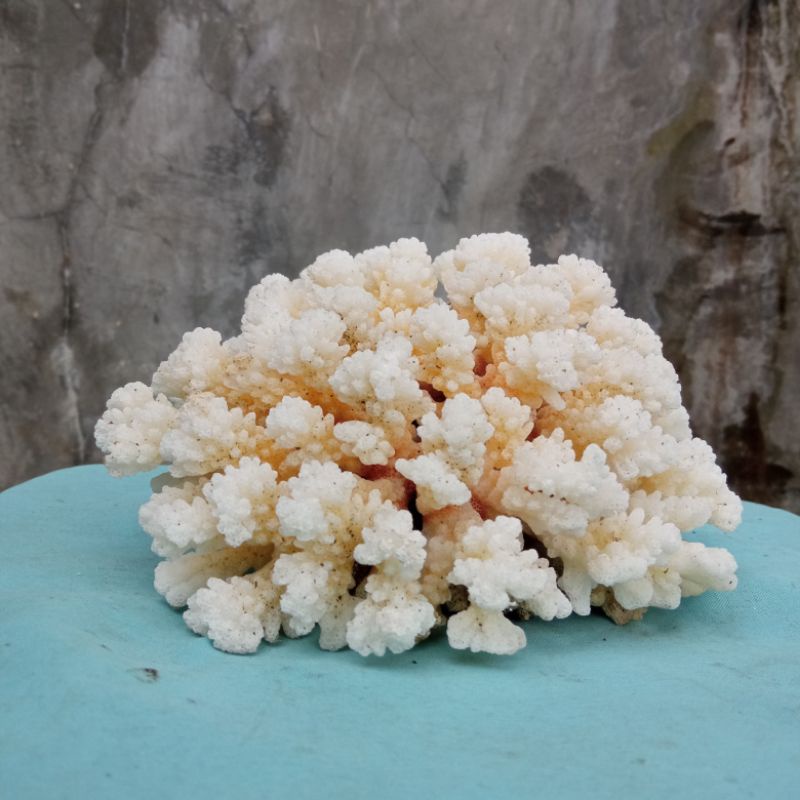 Jual bunga karang aquarium | Shopee Indonesia