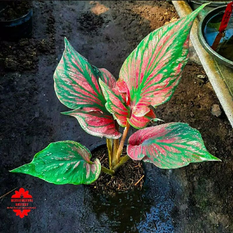Jual caladium Super Red Ceria | Shopee Indonesia