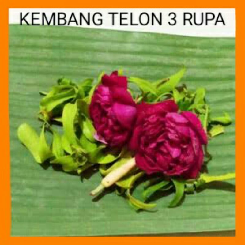 Jual kembang telon 3 rupa | Shopee Indonesia