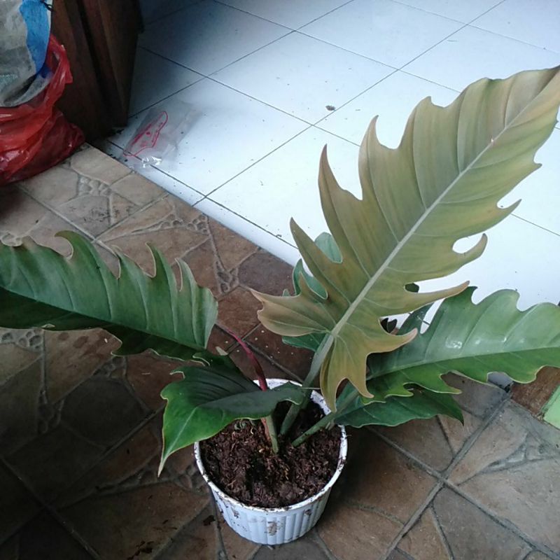 Jual Philo caramel | Shopee Indonesia