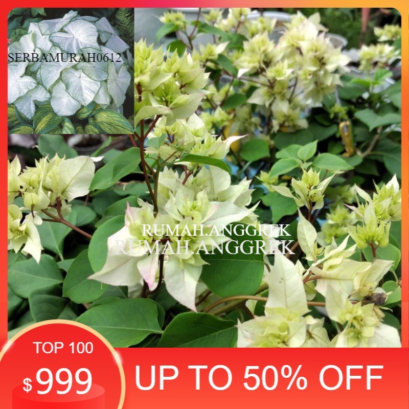 Jual Promo Bougenville Hawaii Cherry Blossom Original Tanaman Hias