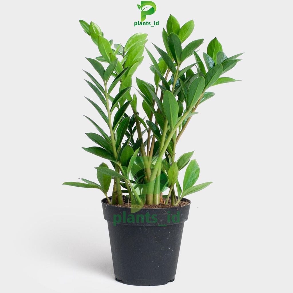 Jual Tanaman Hias Pohon Dollar ZZ plant Zanzibar Gem Zamioculcas ...