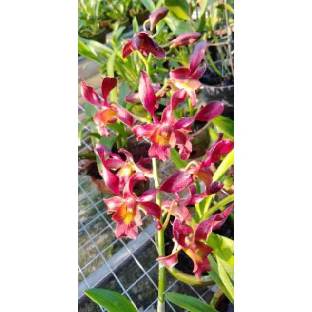 Jual Anggrek Dendrobium Hermes x Burana fancy | Shopee Indonesia