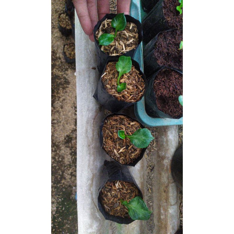 Jual 1 caladium red peacock & 1 caladium leopard booking kak farida ...