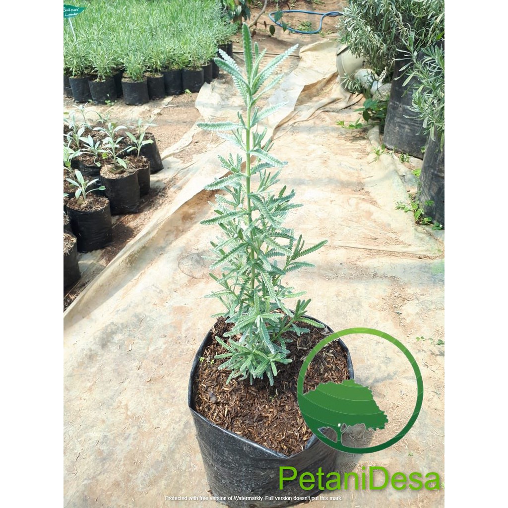 Jual Bibit Tanaman Lavender French - Lavandula Stoechas | Shopee Indonesia