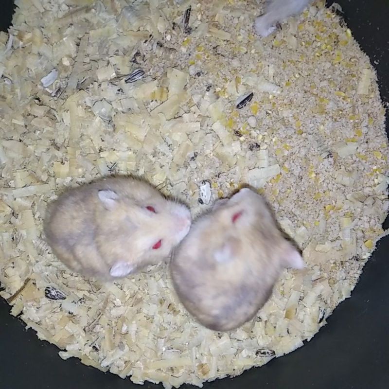 Jual Hamster Winter Tiger Pearl Argente Golden | Shopee Indonesia