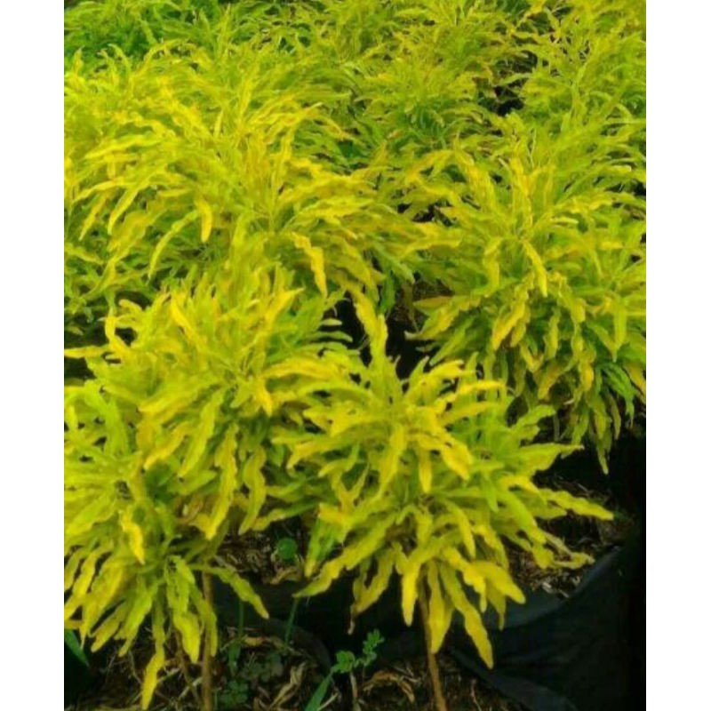 Jual tanaman hias brokoli kuning sesuai gambar | Shopee Indonesia