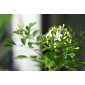 Jual tanaman hias bunga melati cina - melati rombusa - BAKUL KEMBANG ...