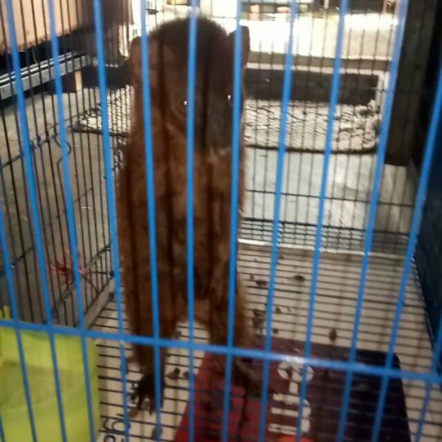 Jual Garangan jawa | Shopee Indonesia