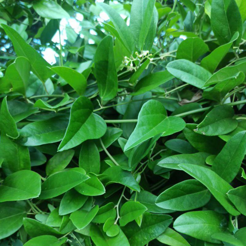 Jual Daun Cincau Hijau Rambat( 100 lembar) | Shopee Indonesia