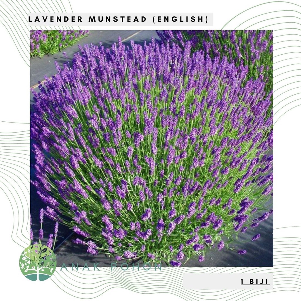 Jual Benih Bibit Biji - Bunga Lavender Munstead English (Lavandula ...