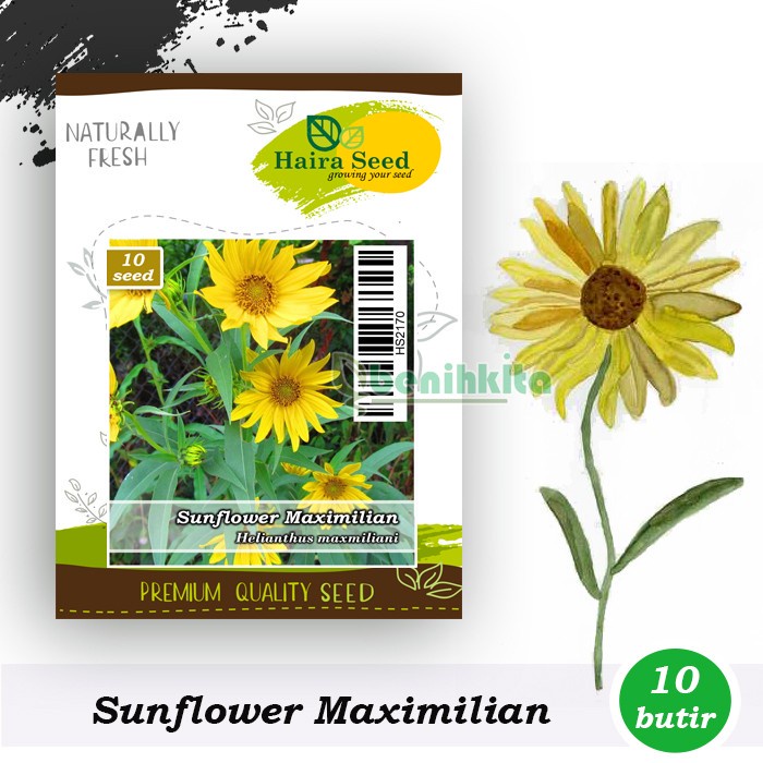 Jual Benih-Bibit Bunga Matahari Maximilian (Haira Seed) | Shopee Indonesia