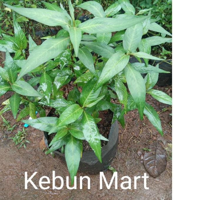 Jual Spesial tanaman mint Vietnam/laksa/daun kesum | Shopee Indonesia