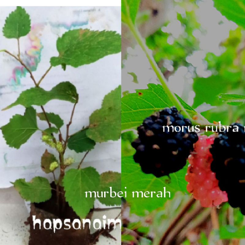 Jual stek & Tanaman murbei merah mulberry besaran buah herbal 20-35cm | Shopee Indonesia