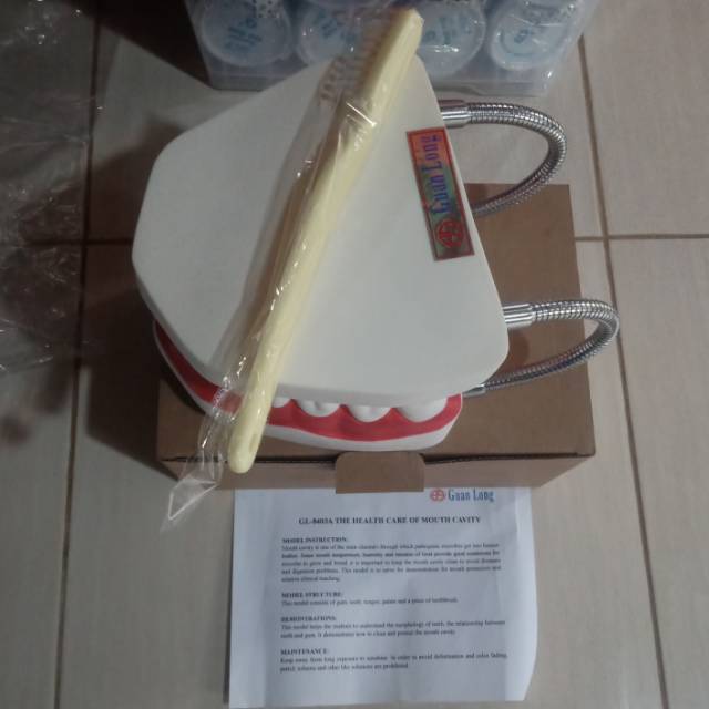 Jual Alat Peraga Model Gigi GUAN LONG | Shopee Indonesia
