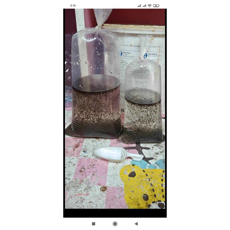 Jual jentik nyamuk encu alus pakan ikan cupang | Shopee Indonesia