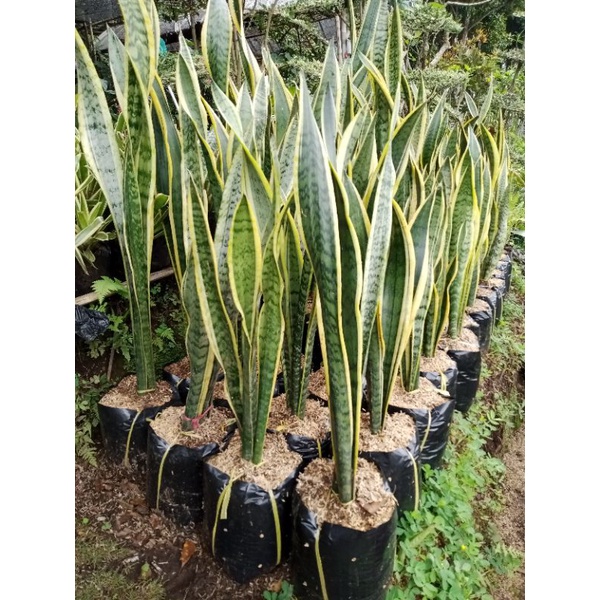 Jual TANAMAN SENSIVERA LIDAH MERTUA KUNING / tanaman hias sensivera ... Jual TANAMAN SENSIVERA LIDAH MERTUA KUNING / tanaman hias sensivera ...