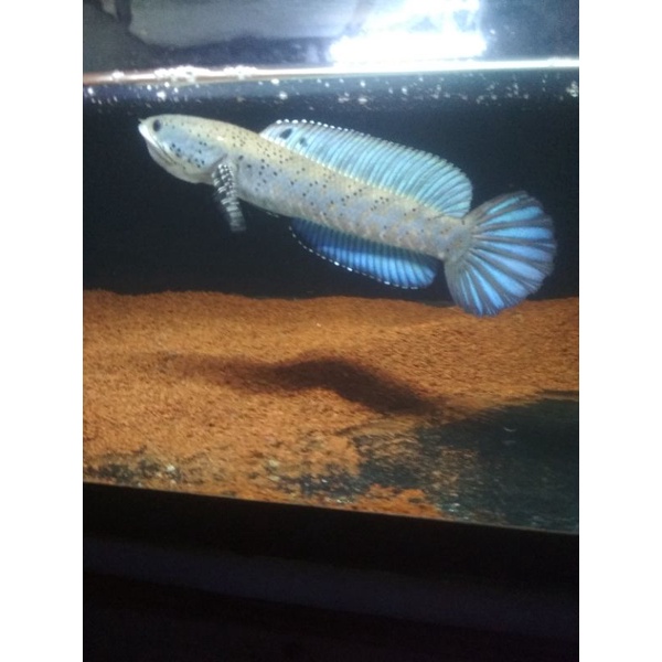 Jual ikan channa blue pulchra | Shopee Indonesia
