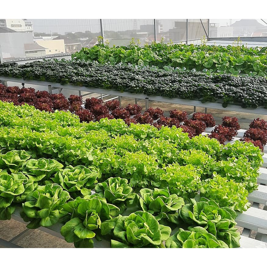 Jual Benih Selada RZ Import Lettuce Junction Butterhead Mondai Kristine ...