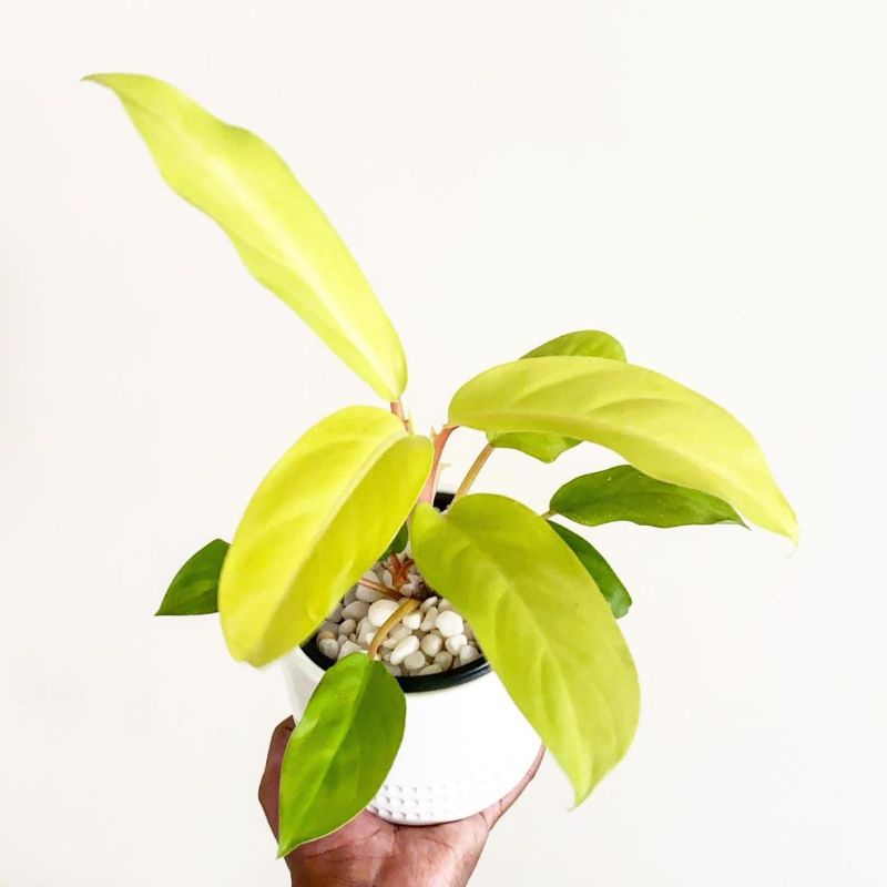 Jual Tanaman hias philodendron lemon lime / pilo lemon / Philo centong / philodendron malay gold ...