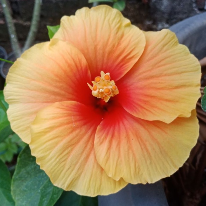 Jual bibit tanaman hias kembang bunga sepatu hybrid import warna orange ...