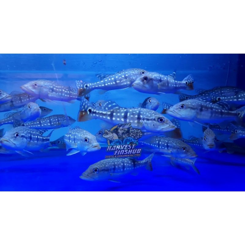 Jual temensis venezuela | Shopee Indonesia