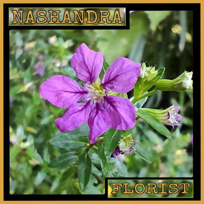 Jual Tanaman Hias Bunga Taiwan Beauty Hijau (bunga ungu) | Shopee Indonesia