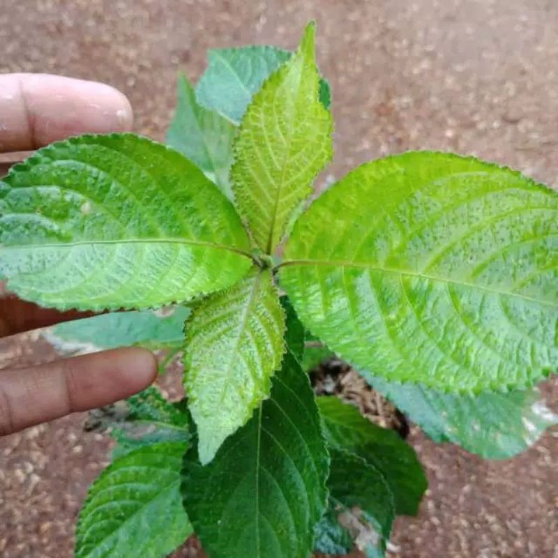 Jual Tanaman herbal kecibeling - pohon keci beling / bibit pecah beling ...