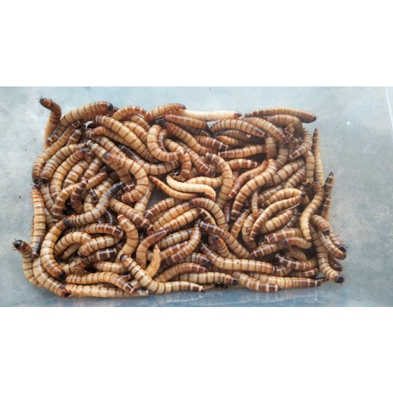 Jual ULAT JERMAN HIDUP 100GR MURAH | Shopee Indonesia