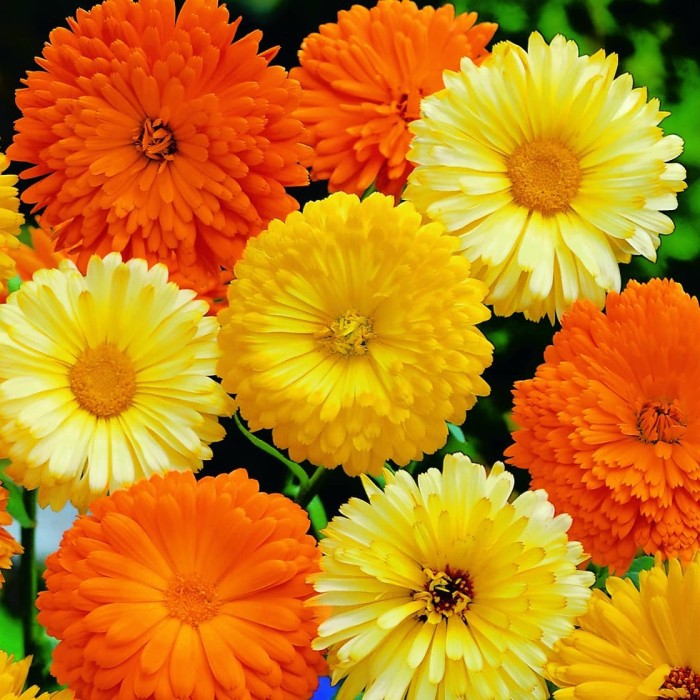Jual 25 BUTIR BIJI/BENIH BUNGA CALENDULA PASIFIC MIXED | Shopee Indonesia