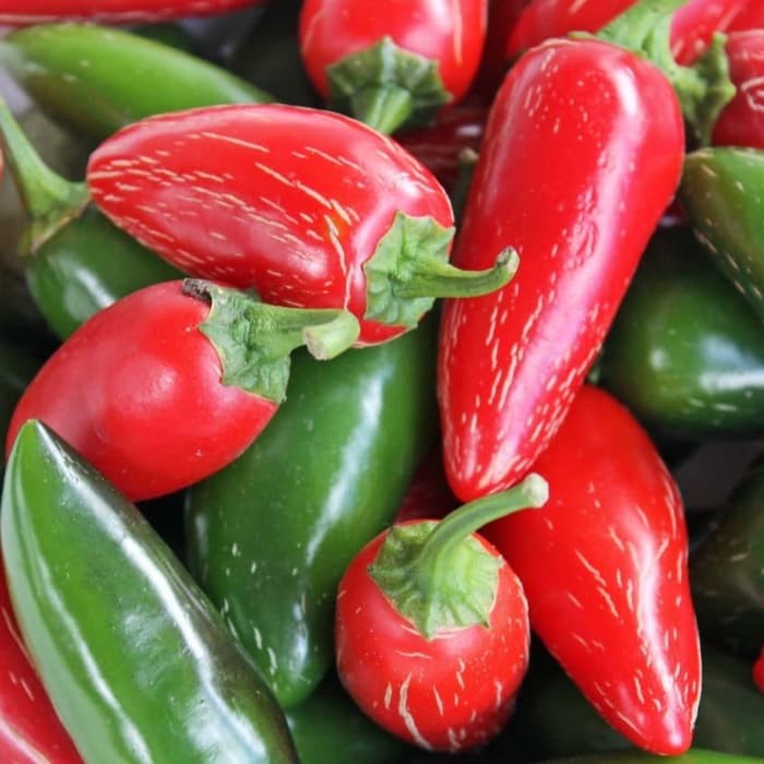 Jual Benih Bibit Biji - Cabai Red Jalapeno Chili Pepper Seeds | Shopee ...