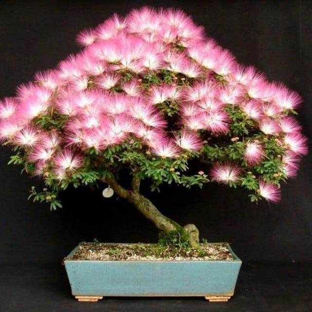Jual Bahan Bonsai kaliandra/Bonggol kaliandra | Shopee Indonesia