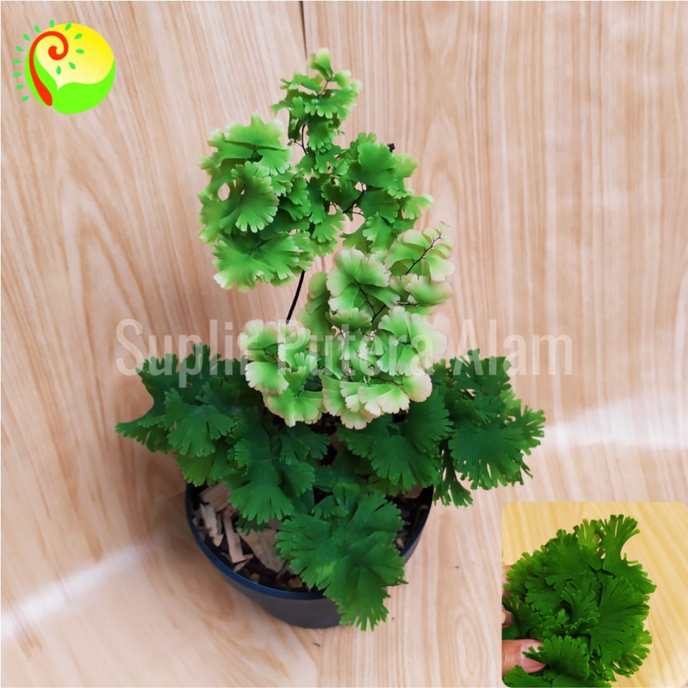 Jual Suplir Liviana/Adiantum/Fern/Tanaman Paku | Shopee Indonesia