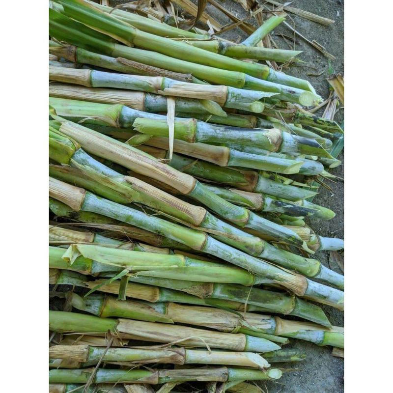 Jual Bibit tanaman rumput pakcong odot napier super termurah per1kg ...