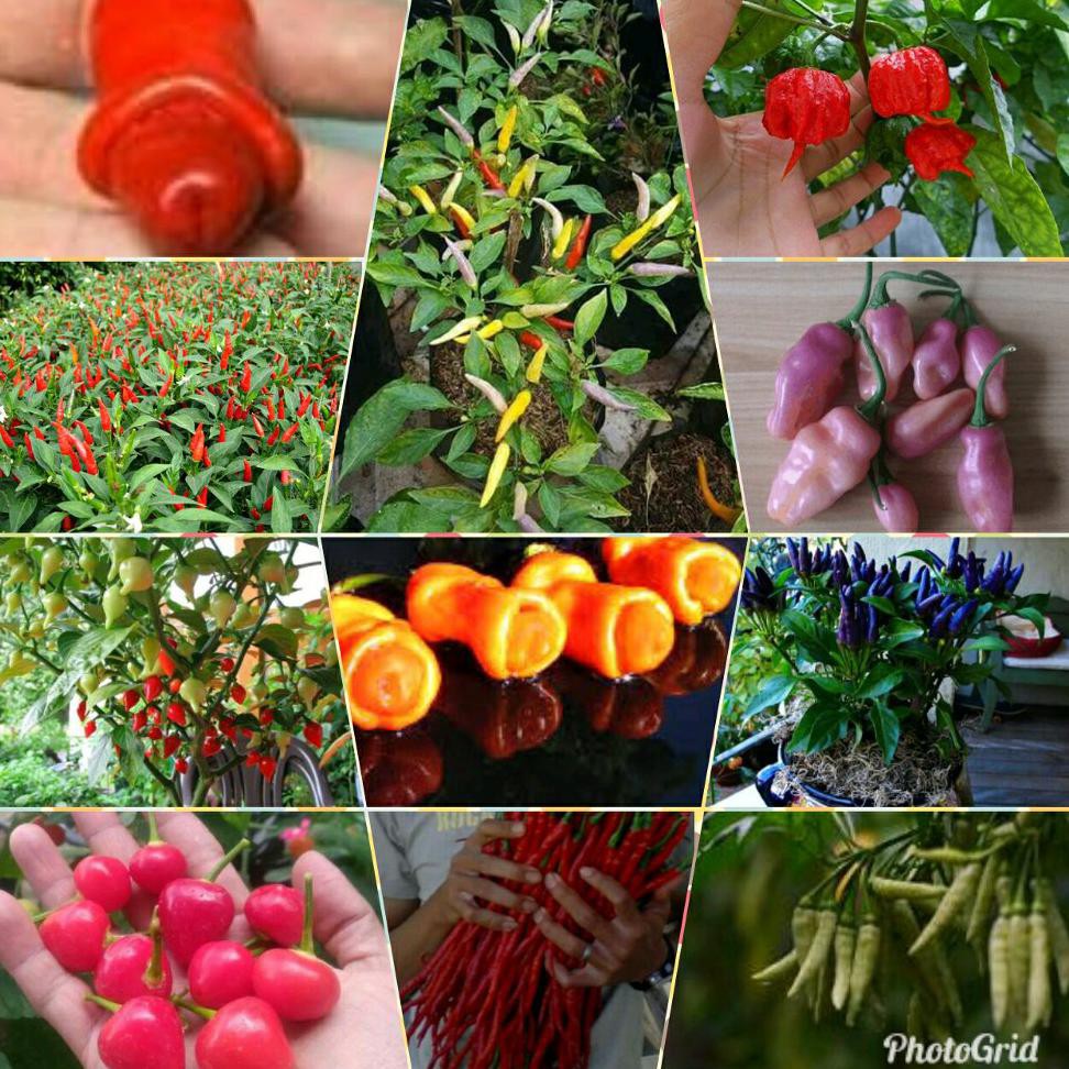 Jual NEW Paket hemat 21 jenis cabe hias cabe unik - paket hemat benih ... Jual NEW Paket hemat 21 jenis cabe hias cabe unik - paket hemat benih ...