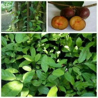 Jual Buah Rukem Terlengkap & Harga Terbaru Desember 2025 | Shopee Indonesia